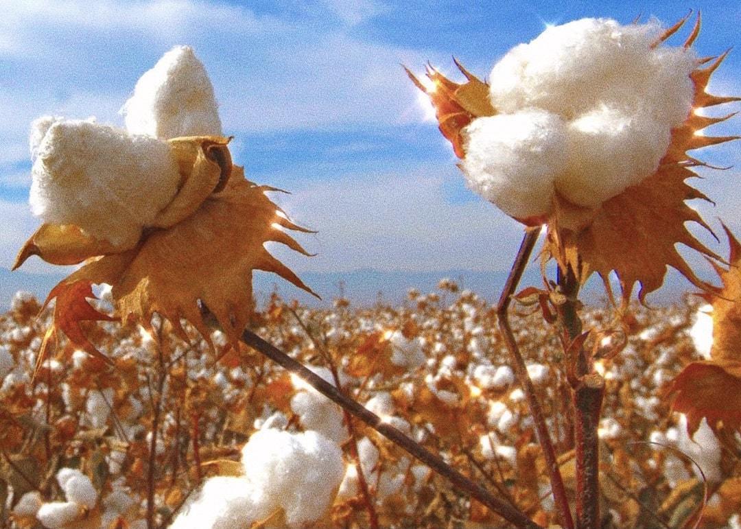 What is SUPIMA cotton? | JASON BRICKHILL